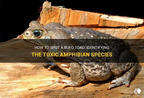 How To Spot A Bufo Toad Identifying The Toxic Amphibian Species Petshun