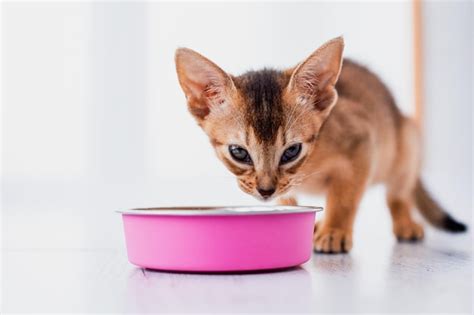 Premium Photo Adorable Abyssinian Kitty Eats Wet Food On White Wooden Background Cute Purebred