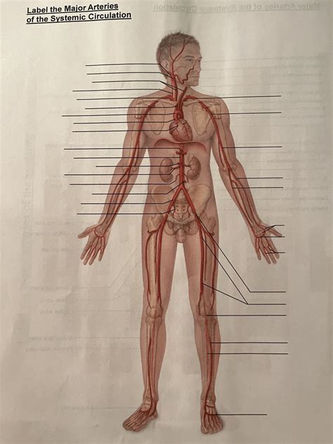 Major Arteries Of The Systemic Circulation Diagram Quizlet
