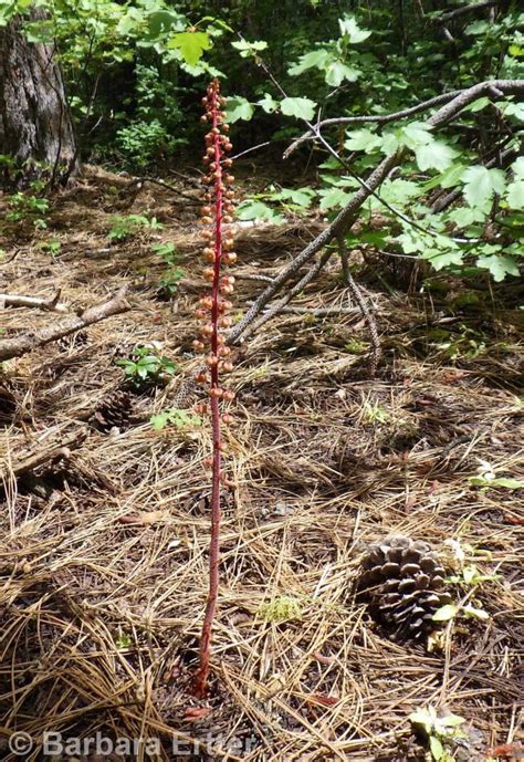 Pterospora Andromedea Treasures Of The Boise Front