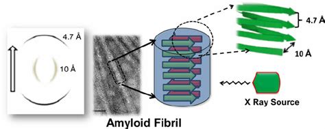 Schematic representation of the cross β X ray diffraction pattern Download Scientific Diagram
