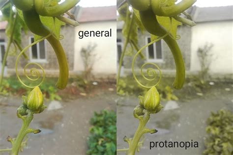 Protanopia 1 By Sivunin On Deviantart