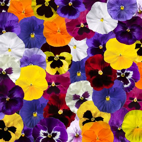 Pansy Delta Pro All Colors Mix Vis Seed