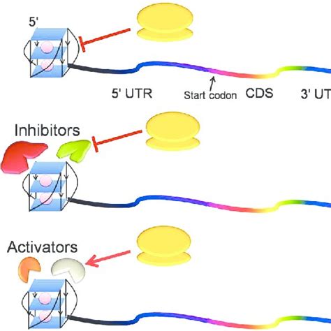 Differences Between Dna G Quadruplex And Rna G Quadruplex Download Scientific Diagram
