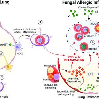 Pdf Fungal Mediated Lung Allergic Airway Disease The Critical Role Of Macrophages And