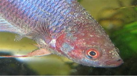 Fish Internal Parasite Treatment Best Fish Keeping