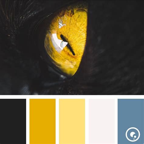 Color Palette Color Palette Yellow Black Color Palette Color Palette
