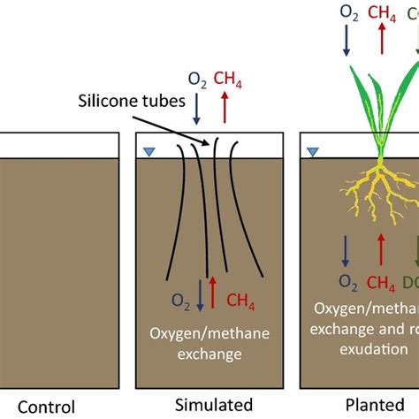 Pdf Plant Root Exudates Increase Methane Emissions Through Direct And