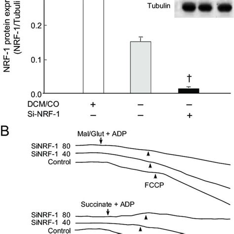 Mitochondrial Sdhcomplex Ii Gene Expression In H9c2 Cells A Gel