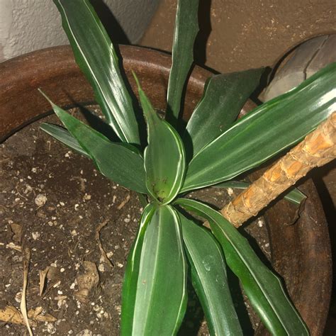 🍂 Why Are There Brown Spots On My Cornstalk Dracaena