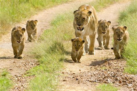 Download Lion Cubs In The Wild Wallpaper