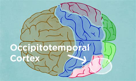 How Science Is Rewiring The Dyslexic Brain Ncpr News