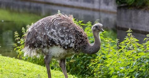 Six Birds That Cannot Fly Paanvuu Safaris