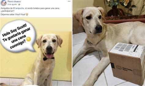 Perro Vende En Facebook Plumones Para Pagar Sus Operaciones Y