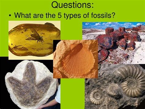 ppt fossils powerpoint presentation free download id 1128651