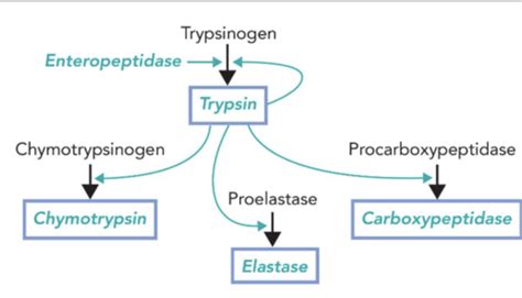 Exam 3 Questions Bioc 385 Flashcards Quizlet