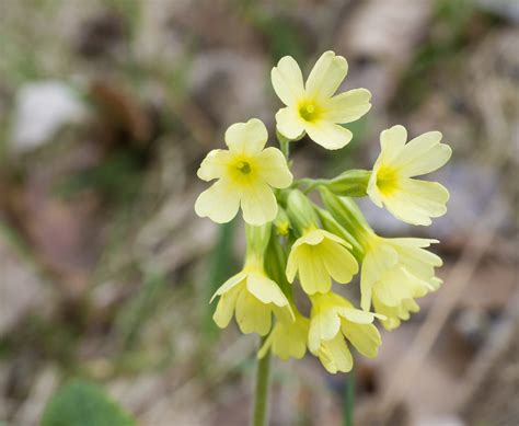 English Cowslip Flower