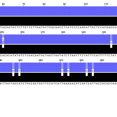 Multiple Nucleotide Sequence Alignment Of A Mal D 1 01 B Mal D 1 02 Download Scientific