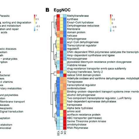 A Cluster Heat Map Showing The Abundance Of The Differential Functions Download Scientific