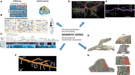 Frontiers Unraveling Brain Microcircuits Dendritic Spines And