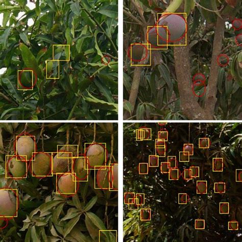 Identification Of Cultivars Results Of The Double Threshold Based