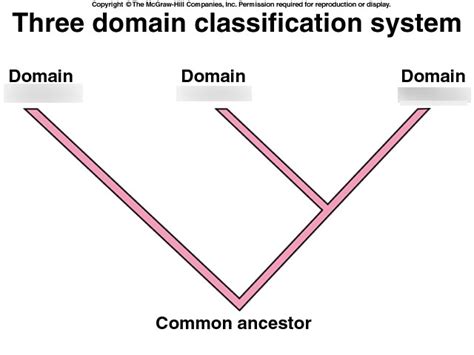Diagram Of 4 3 Classification And Evolution Quizlet