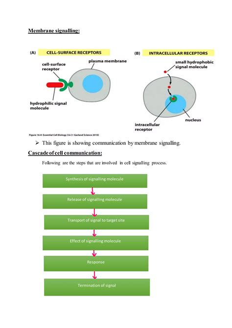 Cell Signaling Pathways Docx