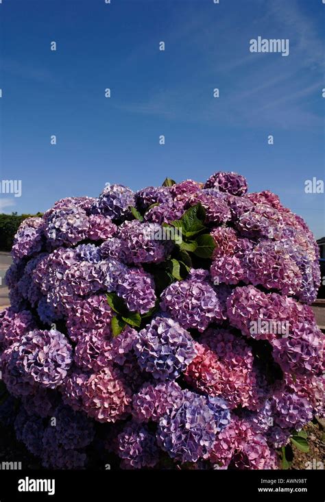 Bigleaf Hydrangea Or French Hydrangea Hydrangea Macrophylla With