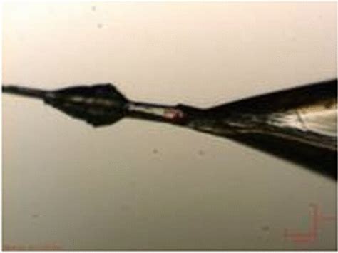 A Crystal Of Rnase A Mounted For Data Collection At Diamond Download Scientific Diagram