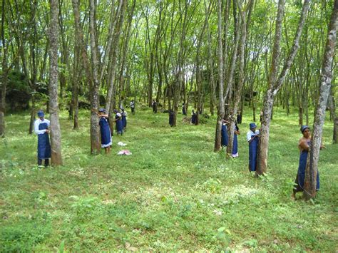 පුහුණු සහ උපදේශන සේවා