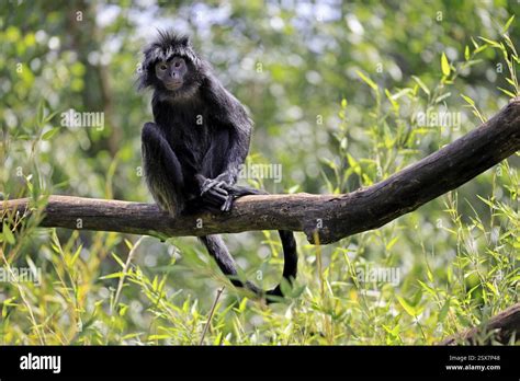Javan Lutung Trachypithecus Auratus Adult Sitting On Tree Alert