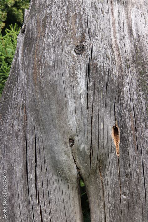 Bizarrely Shaped Tree Trunk Looking Like Naked Woman Stock Photo Adobe Stock
