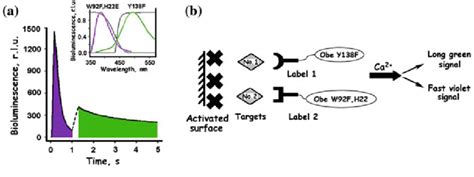 Dual Analyte Single Well Bioluminescence Assay Based On Photoprotein