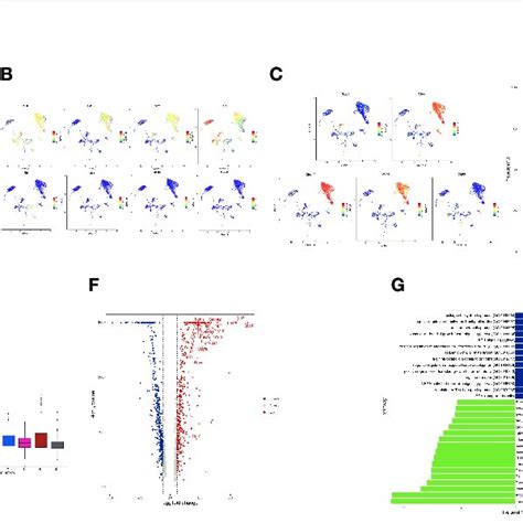 Profiling Of Spp1 Macrophage Function A The Umap Plot Displays 18 Download Scientific