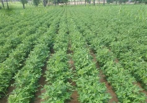 စစ်ကိုင်းမြို့နယ်တွင် ယခုနှစ်ဆောင်းသီးနှံစိုက်ပျိုးရာသီချိန် ဆီထွက်သီးနှံဧက ၅၅ ၄၆၇ စိုက်ပ