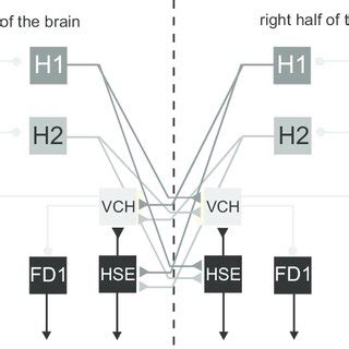 Relationship Of The Two Neural Circuits Sketched In Figure A And