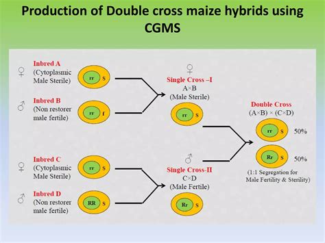 Male Sterility Pdf Infertility Reproductive Health