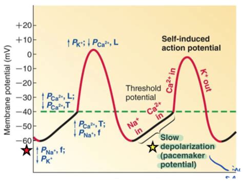 Pacemaker Action Potential