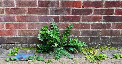 Kill Weeds Permanently Using 3 Chemical Free Household Items They Wont Come Back