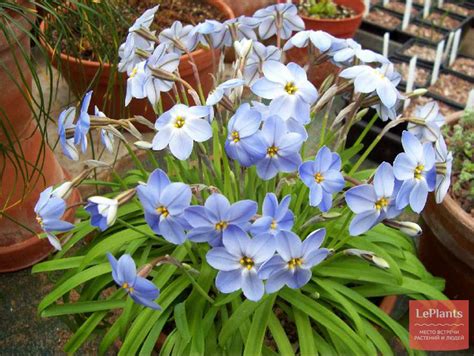 Ифейон (Ipheion) — описание, выращивание, фото | на LePlants.ru