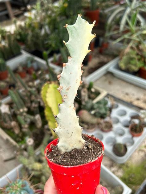 Euphorbia Lactea White Ghost Succulents Euphorbia Kaktusy Sukulenty I Inne Rośliny
