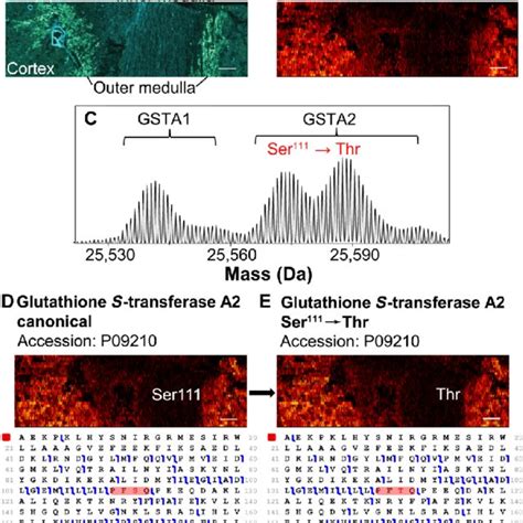 Mass Spectrometric Detection Of Gene Differences A Autofluorescence Download Scientific