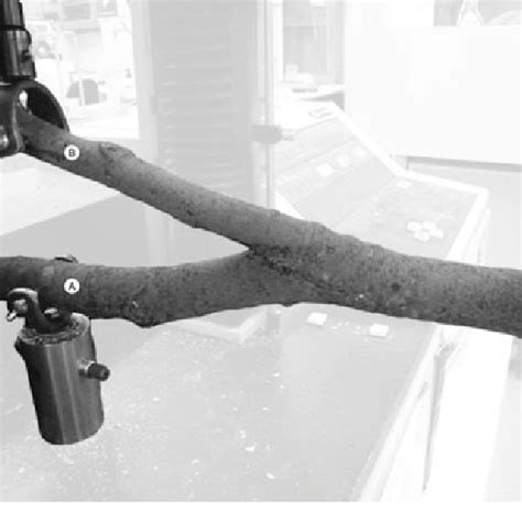 The Mechanical Testing Of A Tree Fork With The Sample Attached To The Download Scientific