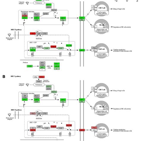 A B Differential Pathway Expression Of Antigen Processing And