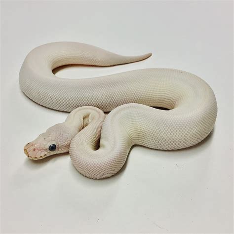 Blue Eyed Leucistic Ball Python By Bhb Reptiles Morphmarket