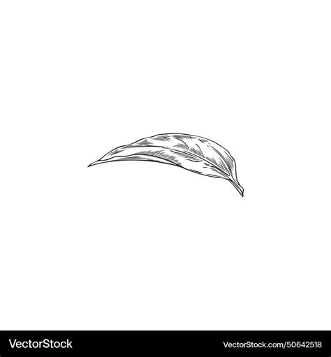 An Echinacea Leaf In Pencil Royalty Free Vector Image