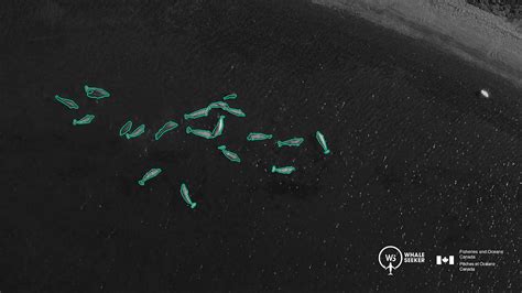 Whale Seeker Aids Ships In Marine Mammal Detection