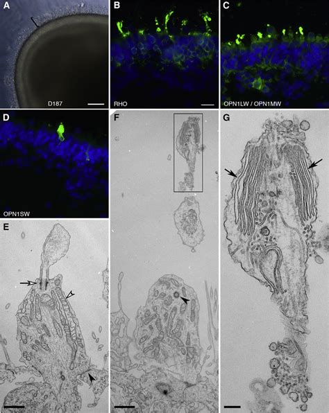The Ultrastructure Of Outer Segments In The Photoreceptors A G