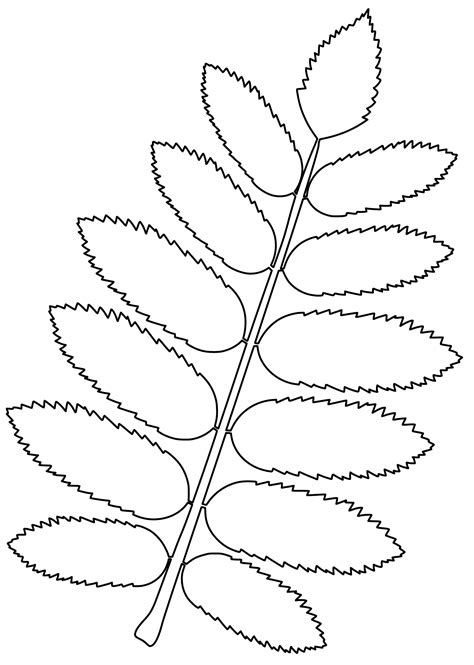 Shape Of Ash Leaf Free Printable Papercraft Templates