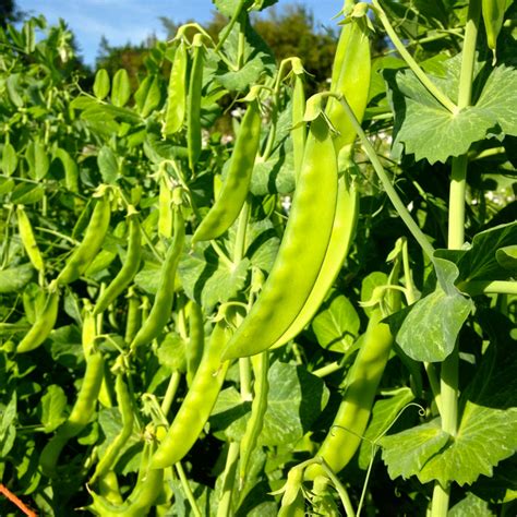 Health Benefits Of Snow Peas Health Benefits